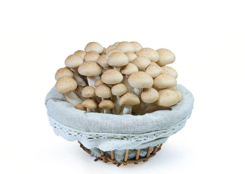 Shimei met emmer stock foto. Image of eetbaar, breekbaarheid - 24577310