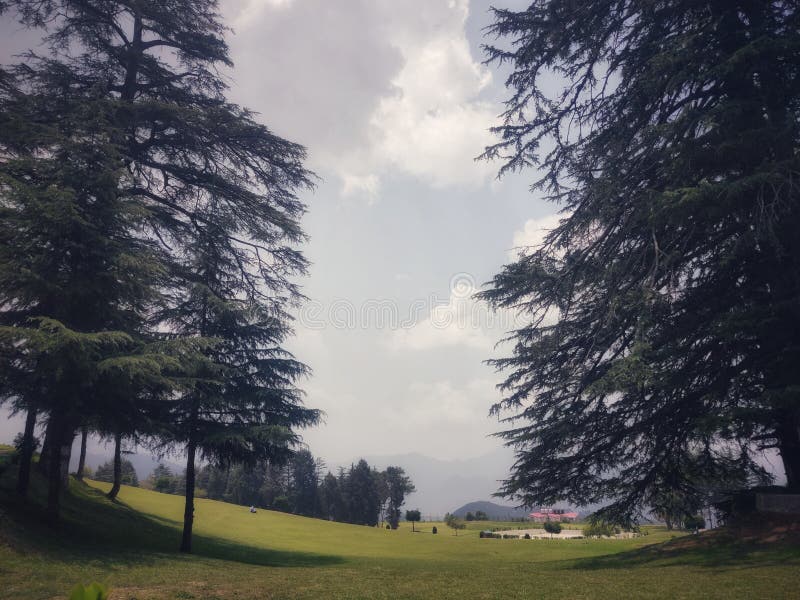 Shimla, Himachal Pradesh, India Stock Photo - Image of leaf, morning ...