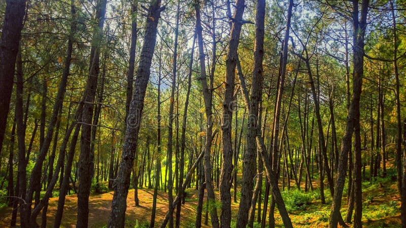 Shimla, Himachal Pradesh, India Stock Photo - Image of woodland, forest ...