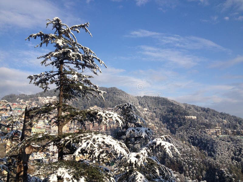 Shimla Snow Tree in White Mountain Stock Image - Image of beautiful ...