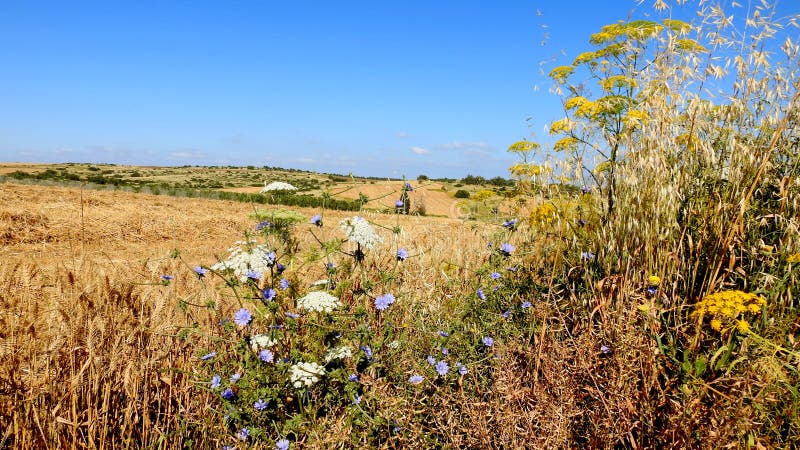 Fields and Meadows of Israel. Stock Photo - Image of beauty, desert ...