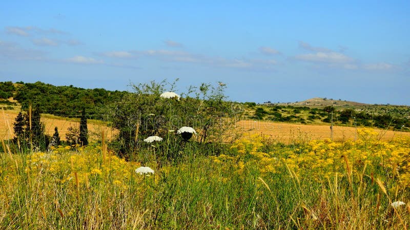 Fields and Meadows of Israel. Stock Photo - Image of golden, cool ...