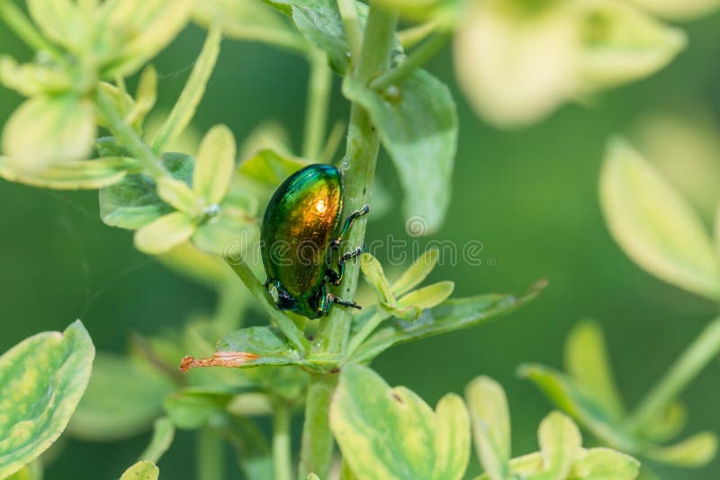 Shimmering Beetle with Drops of Water on Its Back Stock Photo - Image ...