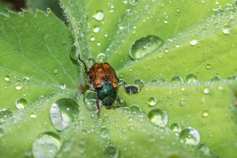 Shimmering Beetle with Drops of Water on Its Back Stock Image - Image ...