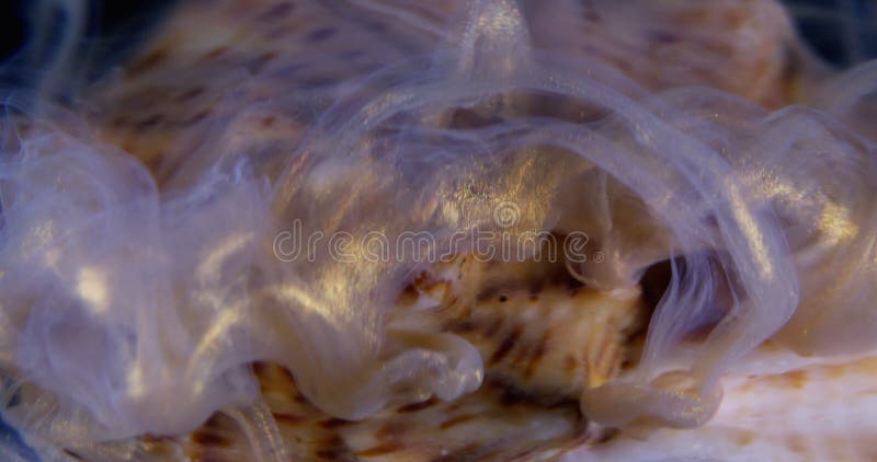 Shimmering Particles Conch Shell Ink Cloud Sparkle Stock Video - Video ...