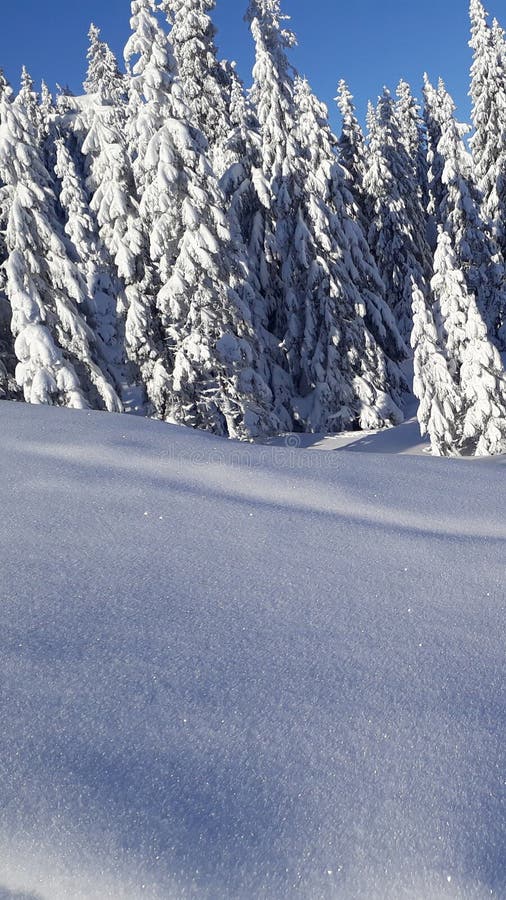 Shimmering snow stock image. Image of blue, white, glitter - 110181231