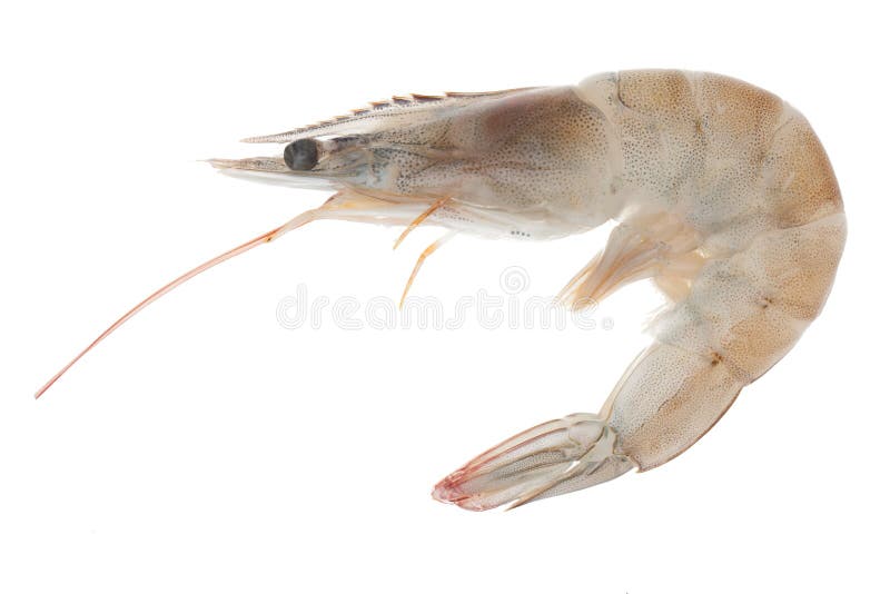 Shimp Isolated on White Background Stock Image - Image of cook ...