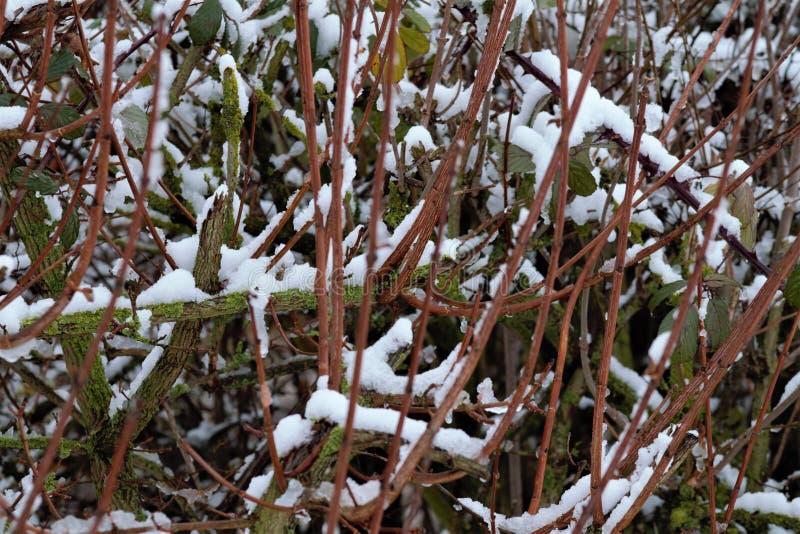 Shimpling Suffolk in the Snow Stock Photo - Image of fresh, bleak ...