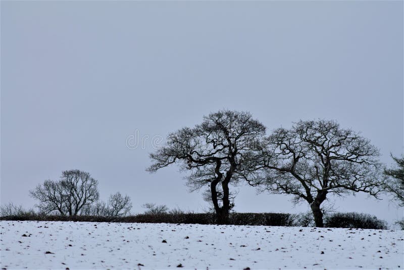 Shimpling Suffolk in the Snow Stock Photo - Image of natural, brown ...