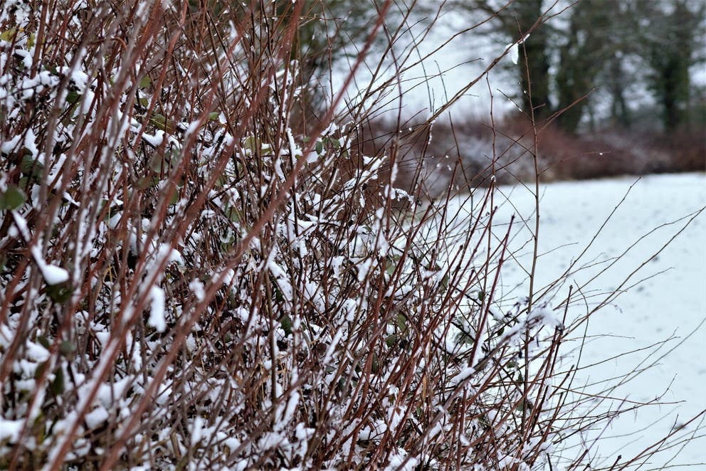Shimpling Suffolk in the Snow Stock Image - Image of winter, walking ...