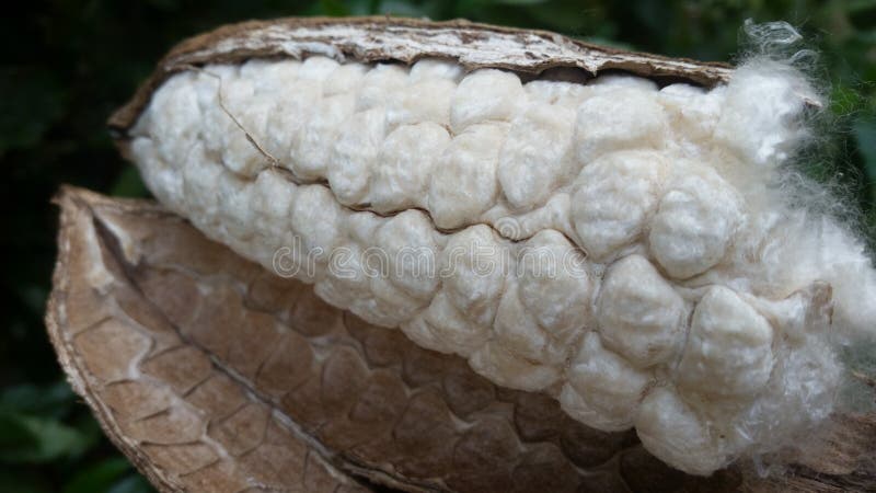 Shimul cotton stock photo. Image of beautiful, cotton - 120107226