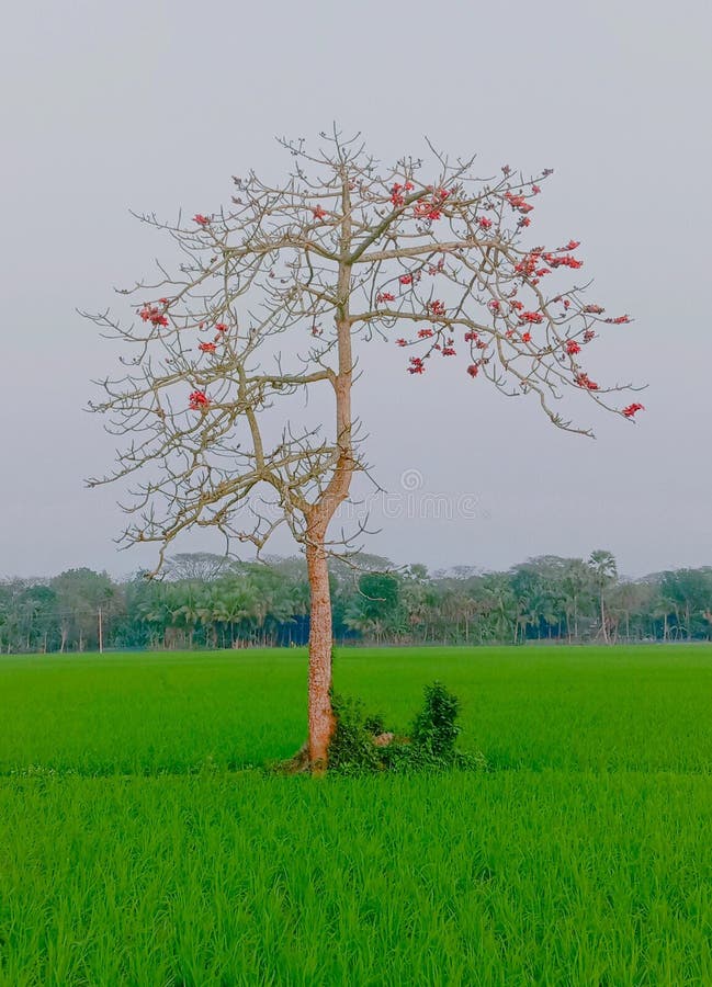 Shimul flower tree stock image. Image of flower, tree - 244316569