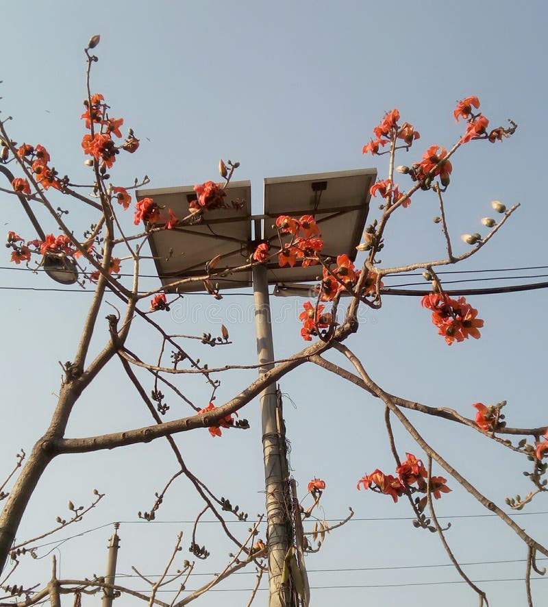 Shimul Flower Stock Photos - Free & Royalty-Free Stock Photos from ...