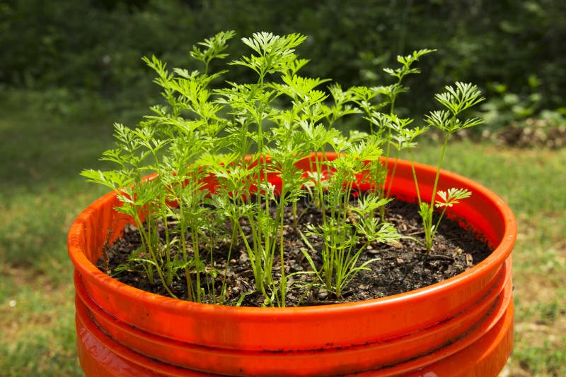 Shin Kuroda Carrot Seedlings Image stock - Image du plants, tôt: 103738185