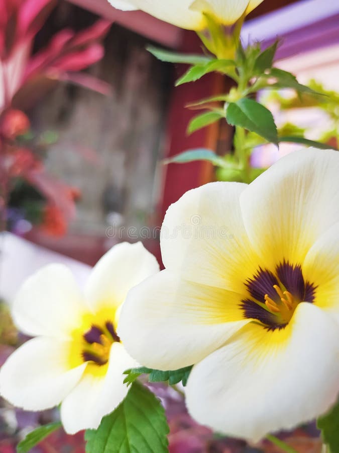 The shine of flower stock photo. Image of purple, flower - 220206768