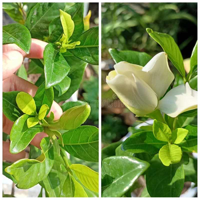 Shine gardenia flower stock image. Image of green, herb - 261758479