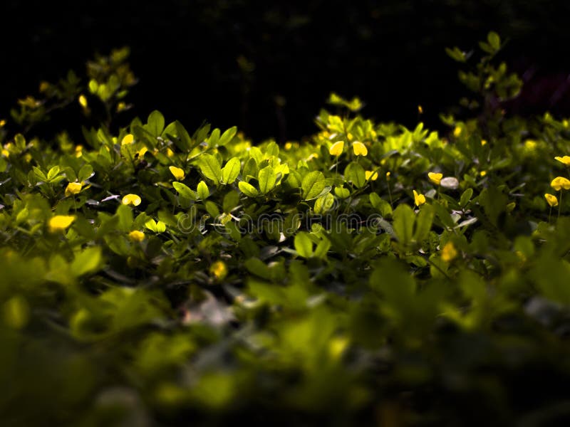 Shine leaf in the forest stock image. Image of silhouette - 258777121