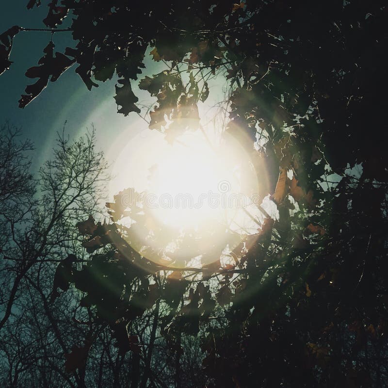 Shine through stock image. Image of york, autumn, leaves - 81861025