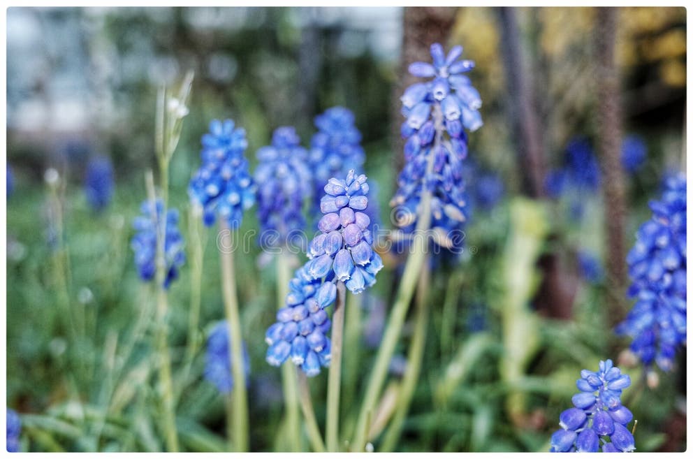 Shine Under Light stock image. Image of lilac, lavender - 217748435