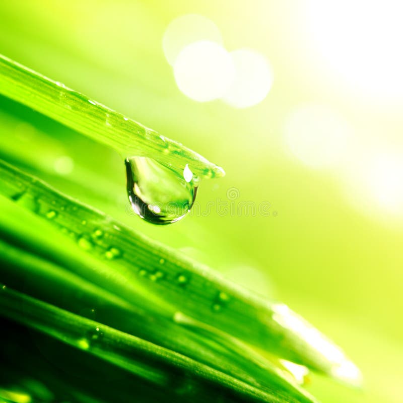Shine water drop stock photo. Image of blade, fresh, green - 8871604