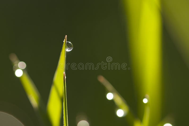 Shine water drop stock photo. Image of grass, freshness - 11304718