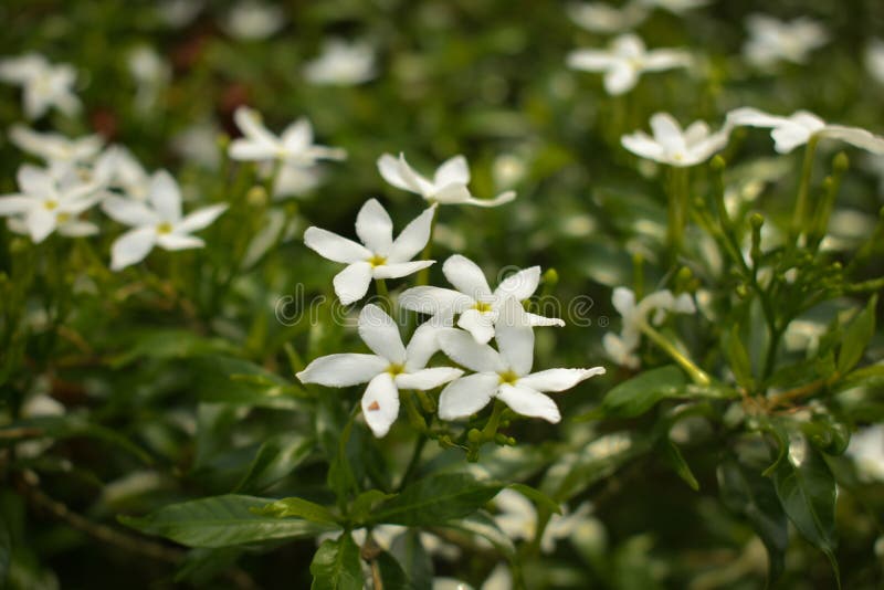 Shine White Flowers stock image. Image of white, shine - 107266675