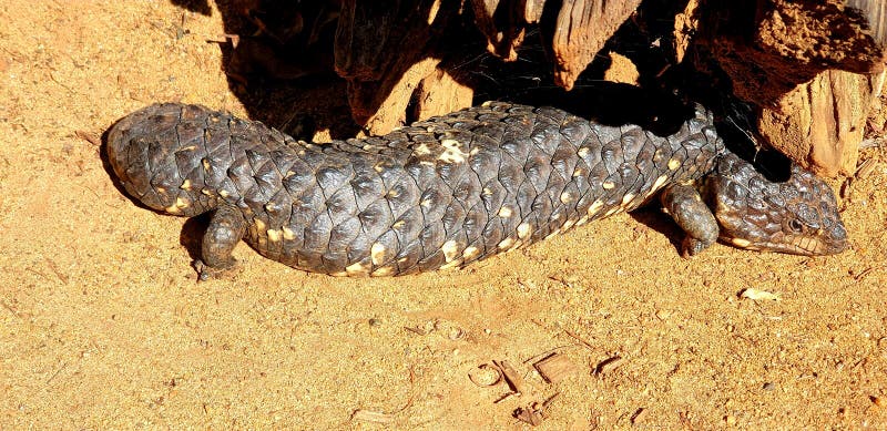 Shingle Back Lizard stock photo. Image of lizard, back - 190864516