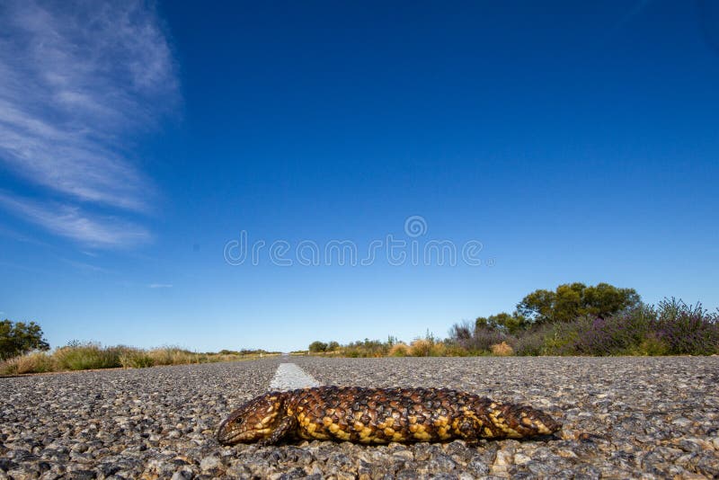 Shingle Back Lizards stock photo. Image of lizards, reptile - 243429574