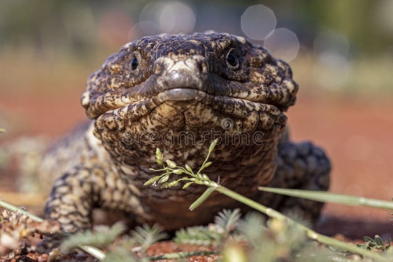Shingle-back Lizard stock image. Image of australian - 241690885