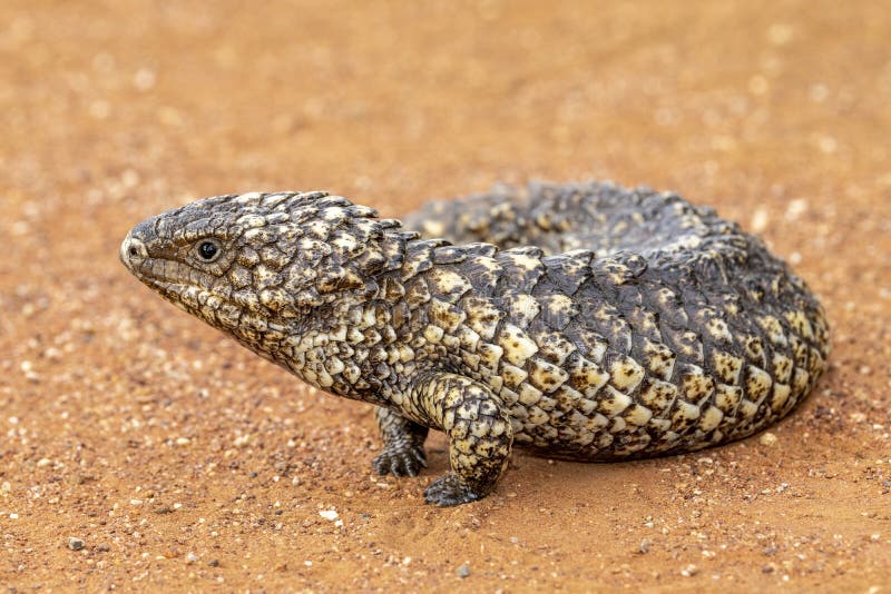 Shingle Back Lizards stock photo. Image of lizards, reptile - 243429574
