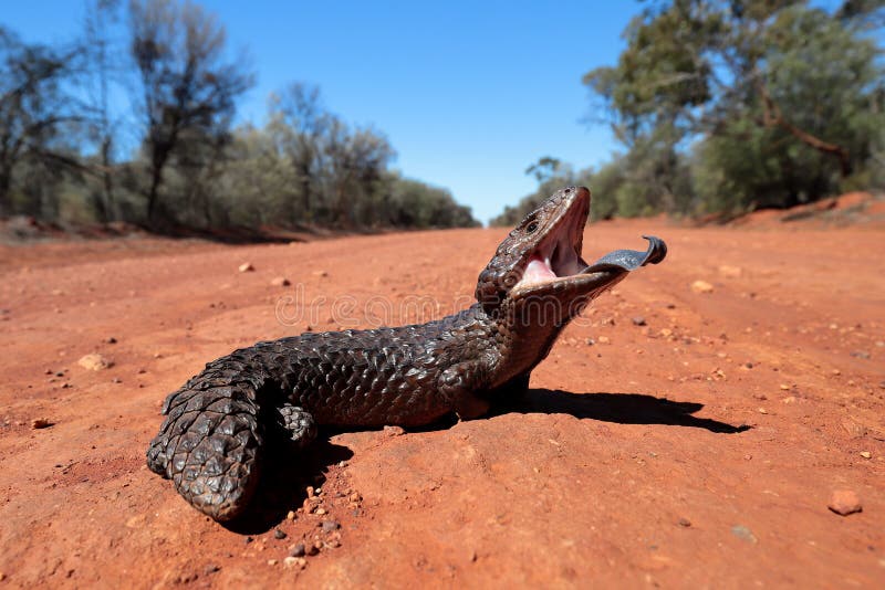 Shingle Back Lizard stock image. Image of skink, wildlife - 191571067