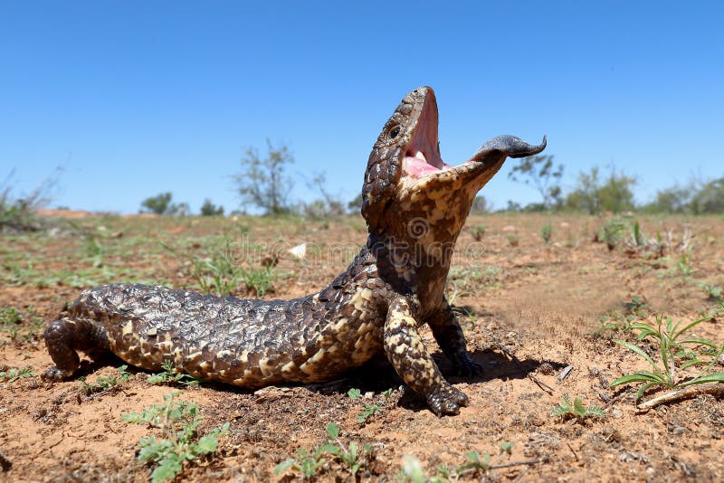Shingle Back Lizards stock photo. Image of lizards, reptile - 243429574