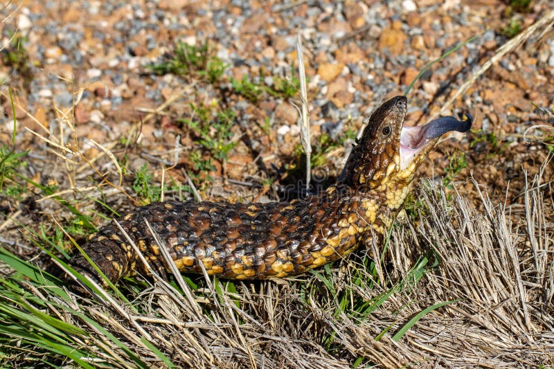 Shingle-back Lizard stock photo. Image of bogeye, rugosa - 221874620