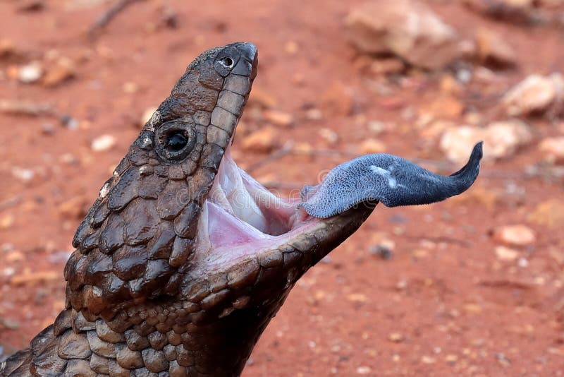 Shingle Back Lizards stock photo. Image of lizards, reptile - 243429574