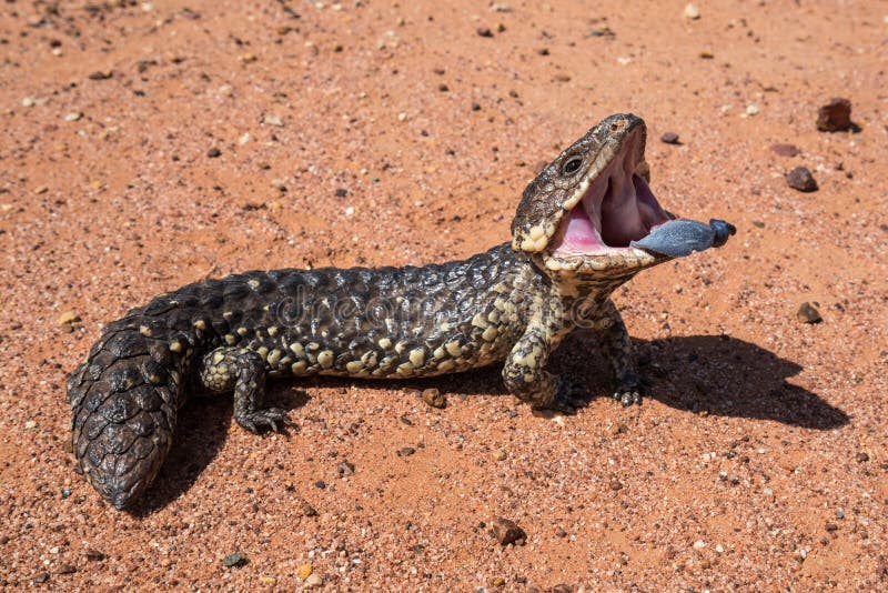 Shingle Back Lizard stock photo. Image of rugosa, open - 252470770