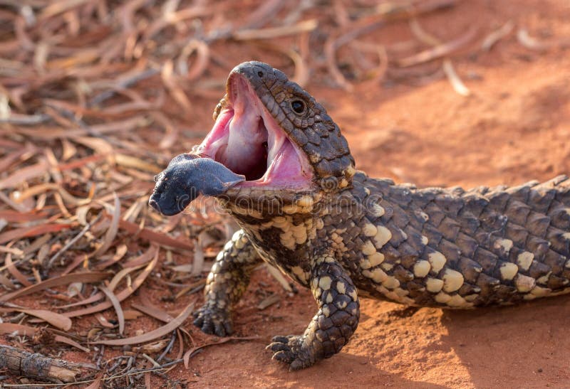 Shingle Back Lizard stock image. Image of skink, wildlife - 191571067