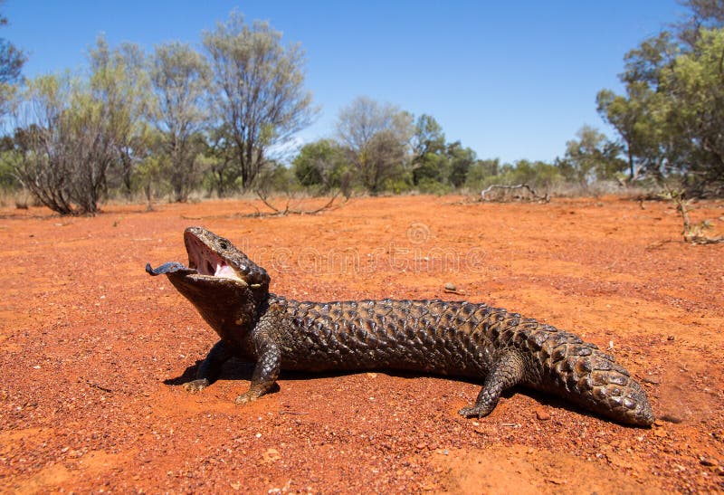 Shingle Back Lizards stock photo. Image of lizards, reptile - 243429574
