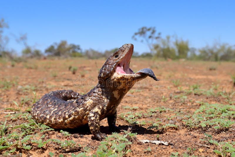 Shingle Back Lizards stock photo. Image of lizards, reptile - 243429574