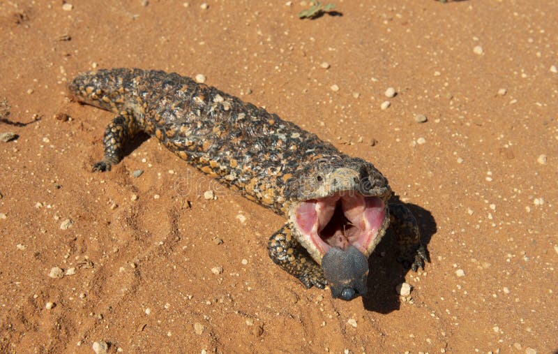 Shingle back lizard stock photo. Image of outback, desert - 199900024