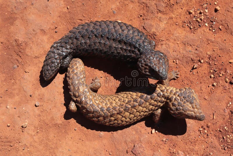 Shingle Back Lizards stock photo. Image of lizards, reptile - 243429574