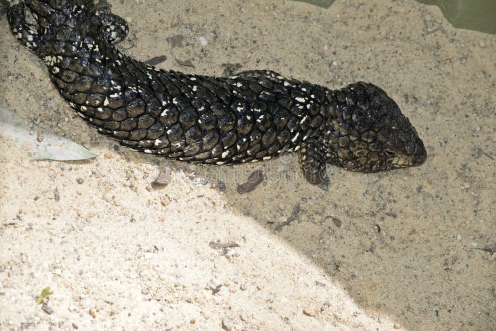 Shingle Back or Stumpy Tail Lizard Stock Image - Image of short ...