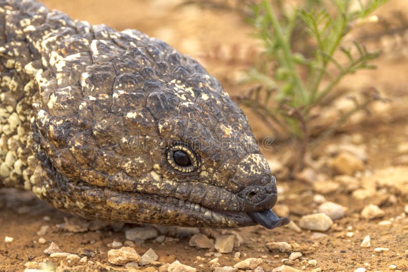 Shingle-backed Lizard in South Australia Stock Photo - Image of ...