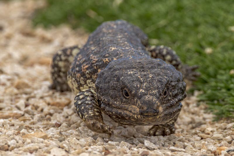 Shingle-backed Lizard in South Australia Stock Image - Image of ...