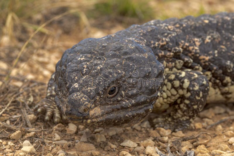 Shingle-backed Lizard in South Australia Stock Photo - Image of reptile ...