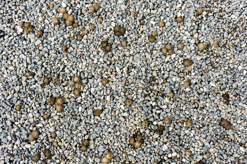 907 Shingle Path Texture Stock Photos - Free & Royalty-Free Stock ...