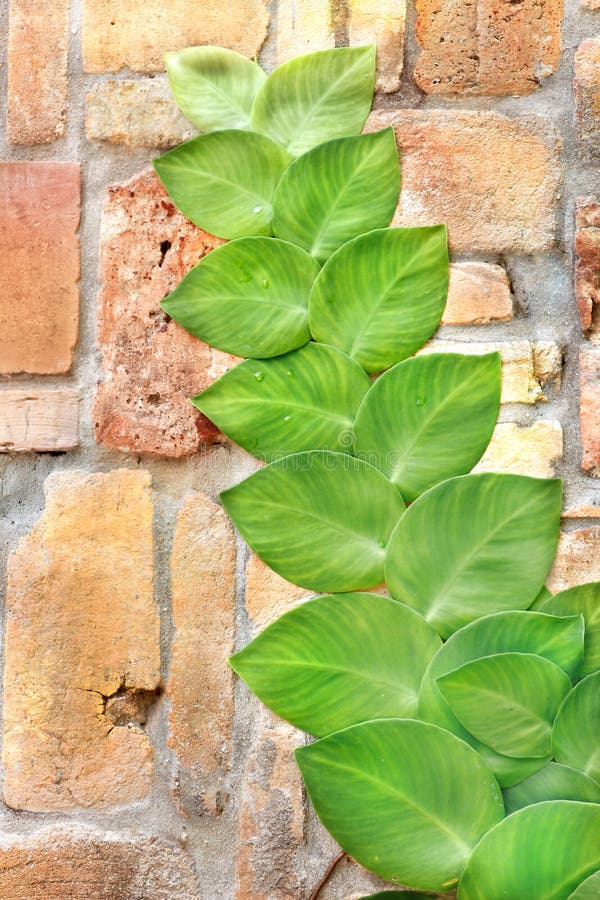 Shingle Plant stock image. Image of climbing, color, construction ...