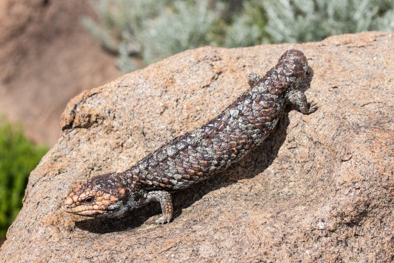 Shingleback Lizard stock image. Image of rugosa, fauna - 192045509