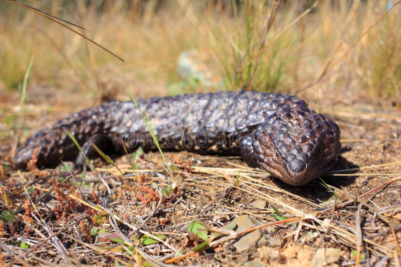 Shingleback Lizard Close-up Basking in Sun on Dry Ground in Australia ...