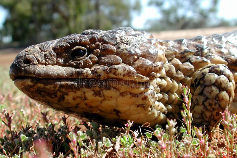 197 Shingleback Lizard Stock Photos - Free & Royalty-Free Stock Photos ...