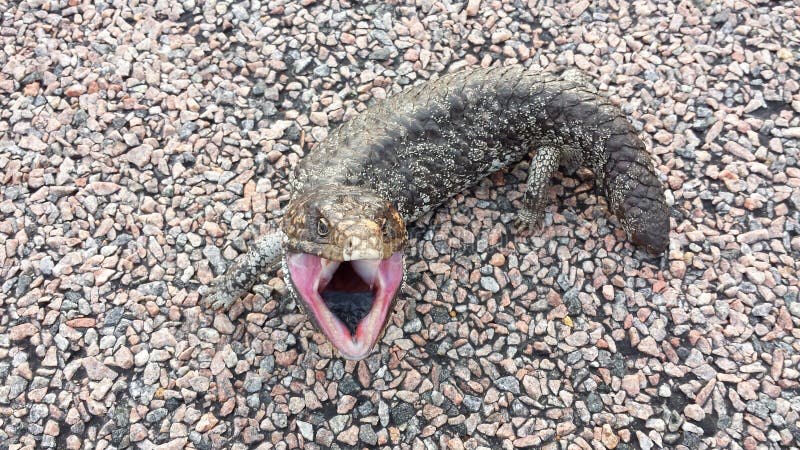 Blue Tongue Lizard With Mouth Open Stock Photo - Image of tongue ...